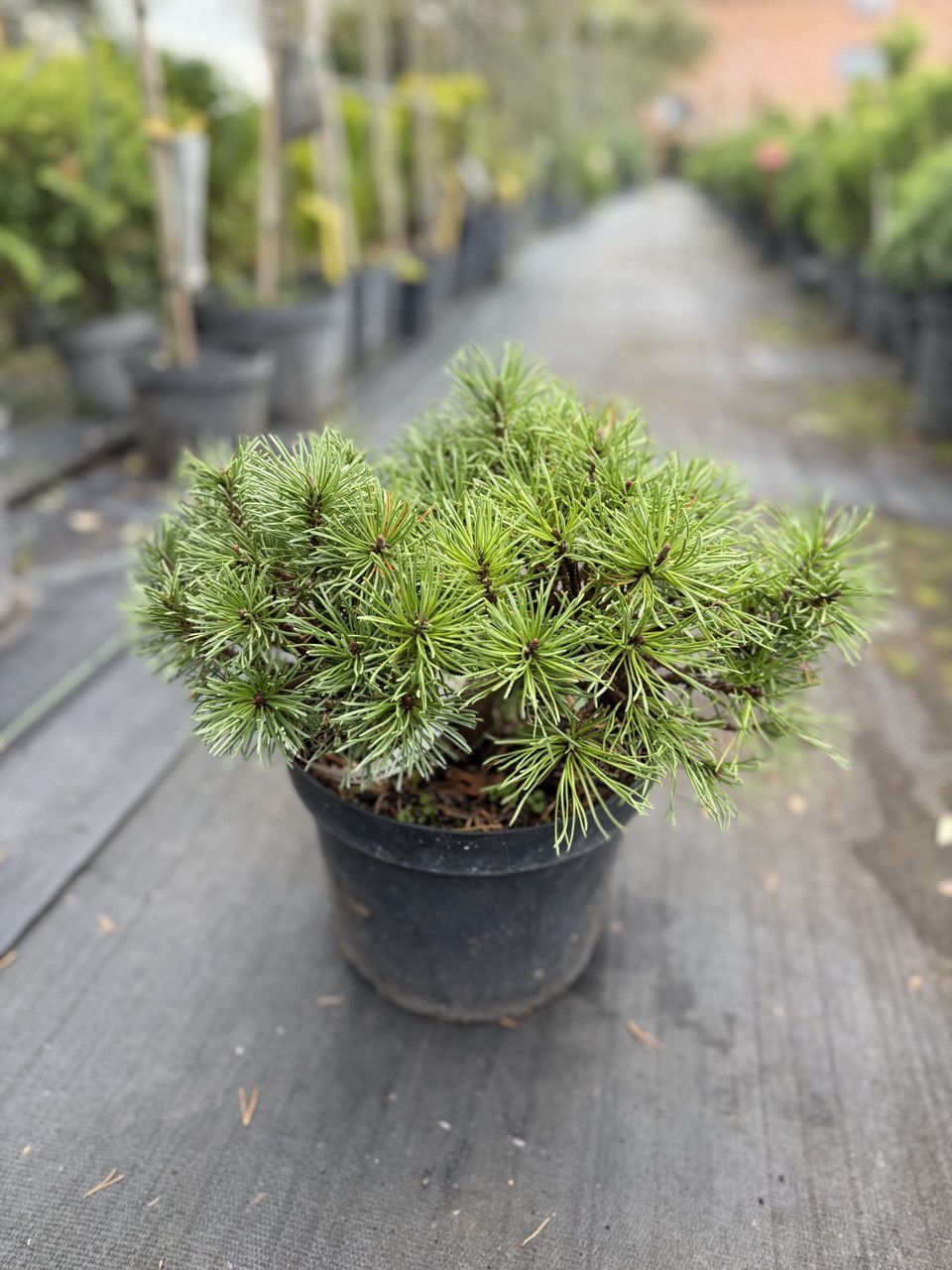 Сосна чорна Нана Компакта/ Pinus nigra Nana Compacta, горщик С5 ...